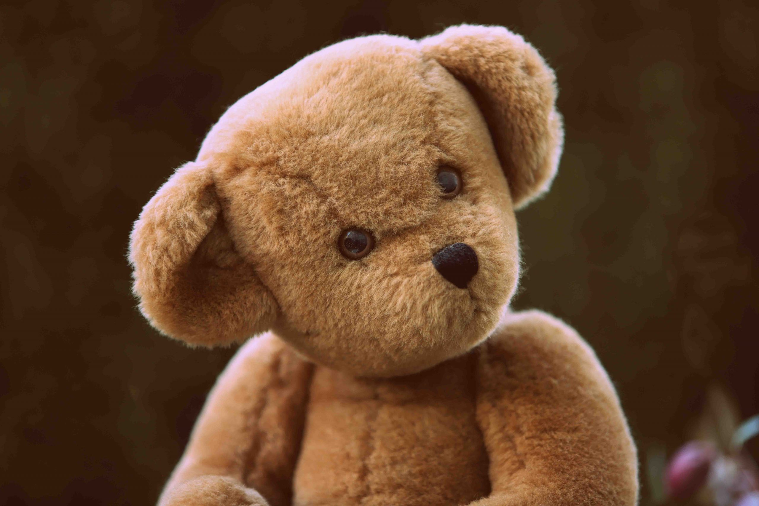 Teddy Baer kl Photo by Sandy Millar on Unsplash